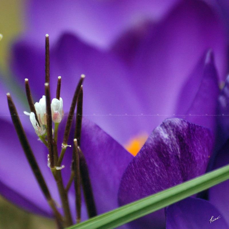 Hieronimus Art Photographie