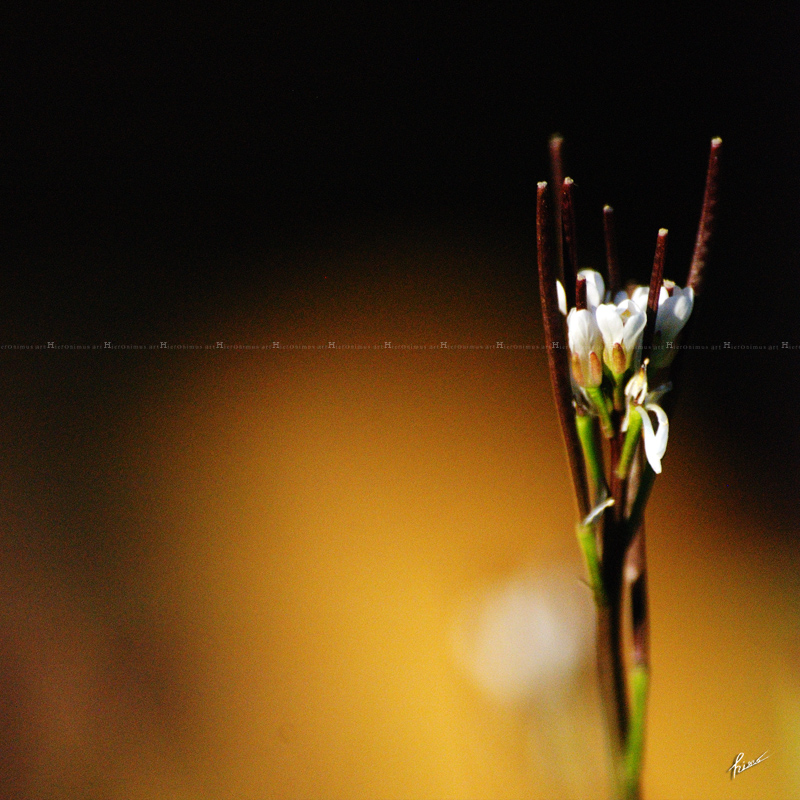 Hieronimus Art Photographie